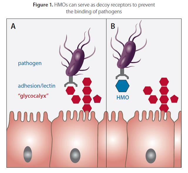 Science Review: 2’Fucosyllactose | Metagenics Institute