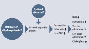 Science Review: Vitamins D and K | Metagenics Institute
