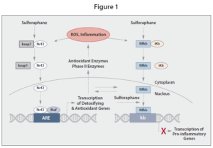 Science Review: Sulforaphane | Metagenics Institute