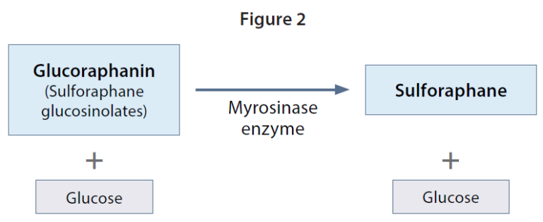 Science Review: Sulforaphane | Metagenics Institute