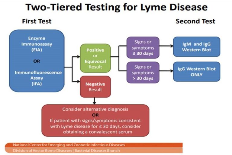 Lyme Disease: Symptoms and Treatment | Metagenics Institute