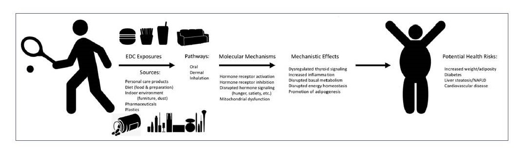 Obesity & Environment: Obesogens | Metagenics Institute