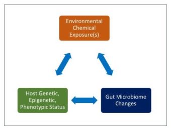 Obesity & Environment: Obesogens | Metagenics Institute