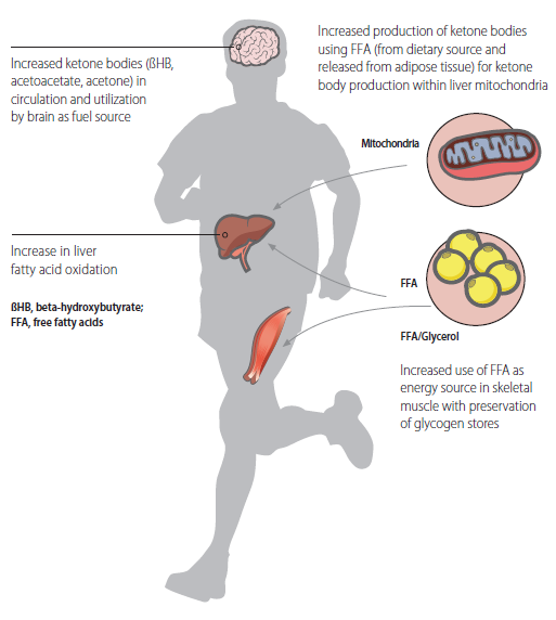 Science Review: The Ketogenic Diet for Weight Management