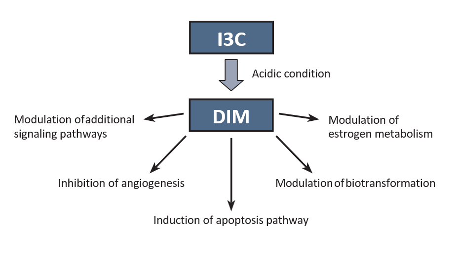 Science Review: Indole-3-carbinol (I3C) and 3,3’-diindolylmethane (DIM ...