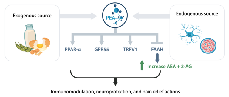 The Endocannabinoid System and Palmitoylethanolamide (PEA) | Metagenics ...