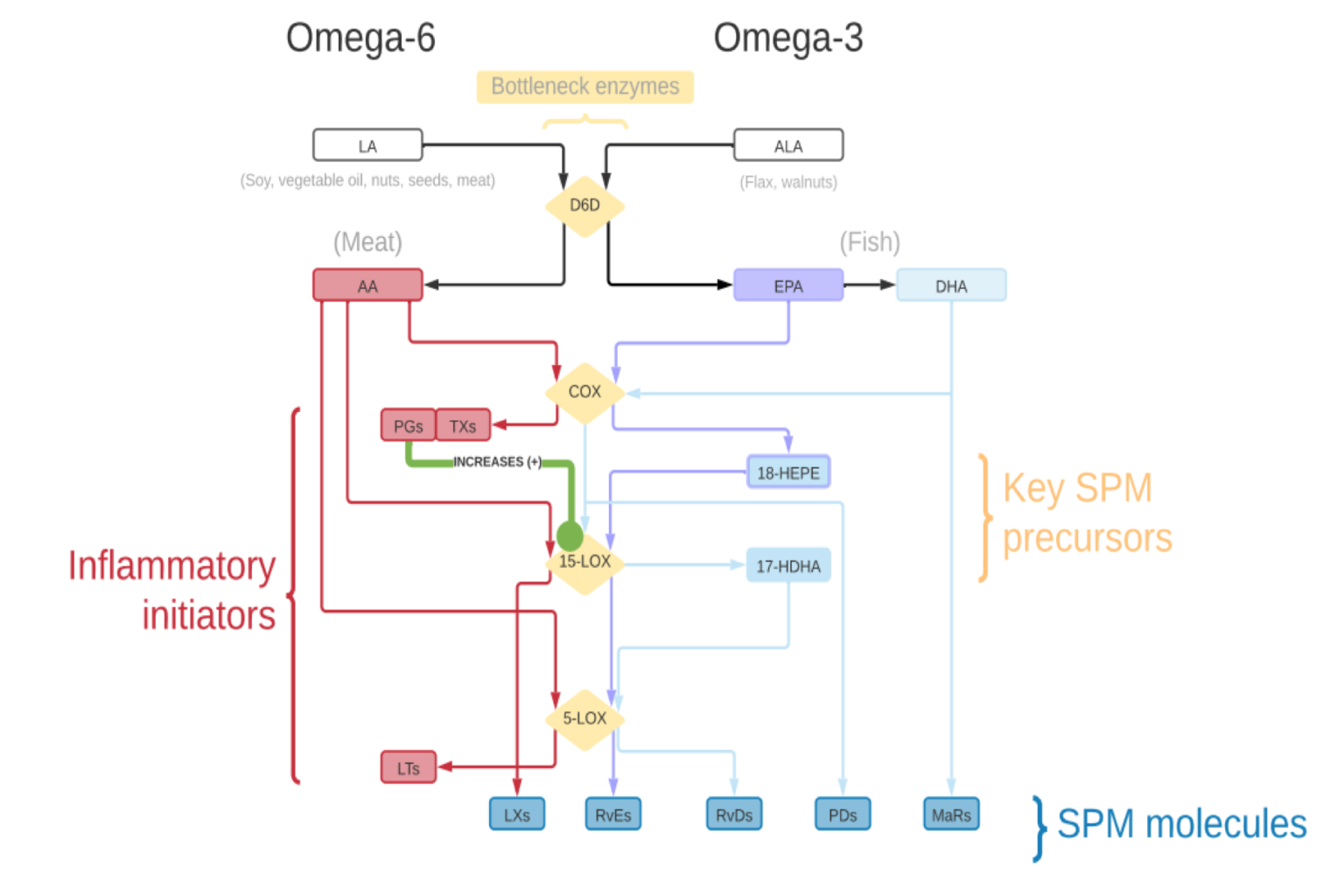 Powerful Immune Influencers: Omega-3 Fats and Specialized Pro-Resolving ...