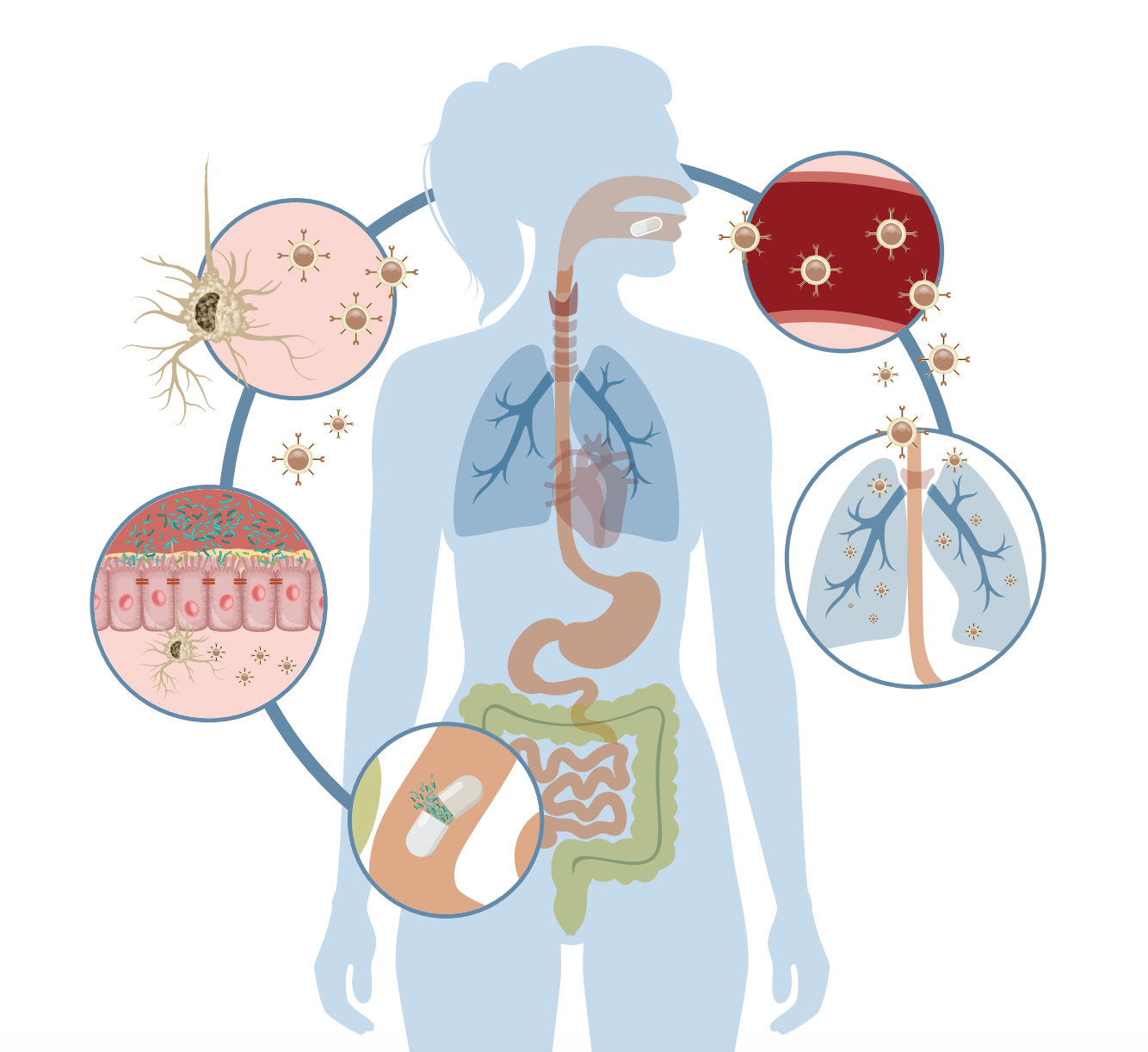 Science Review: Probiotic Strains for the Common Cold
