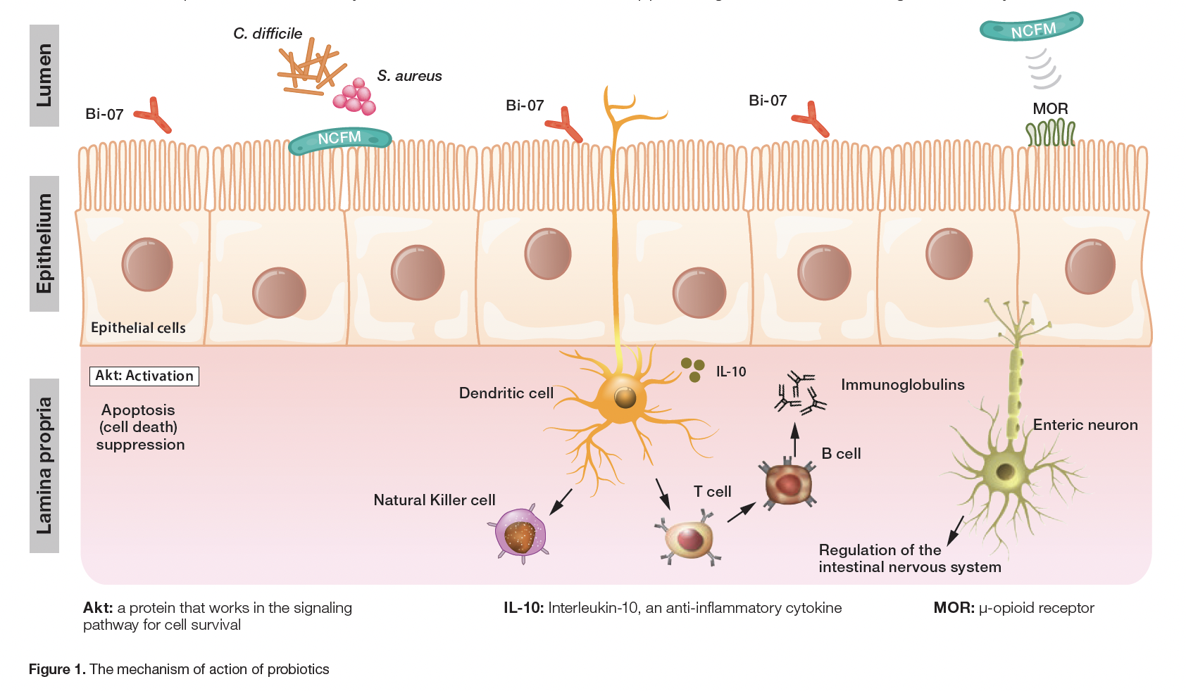 Science Review: Comprehensive Benefits of Probiotic Strains on Gut ...